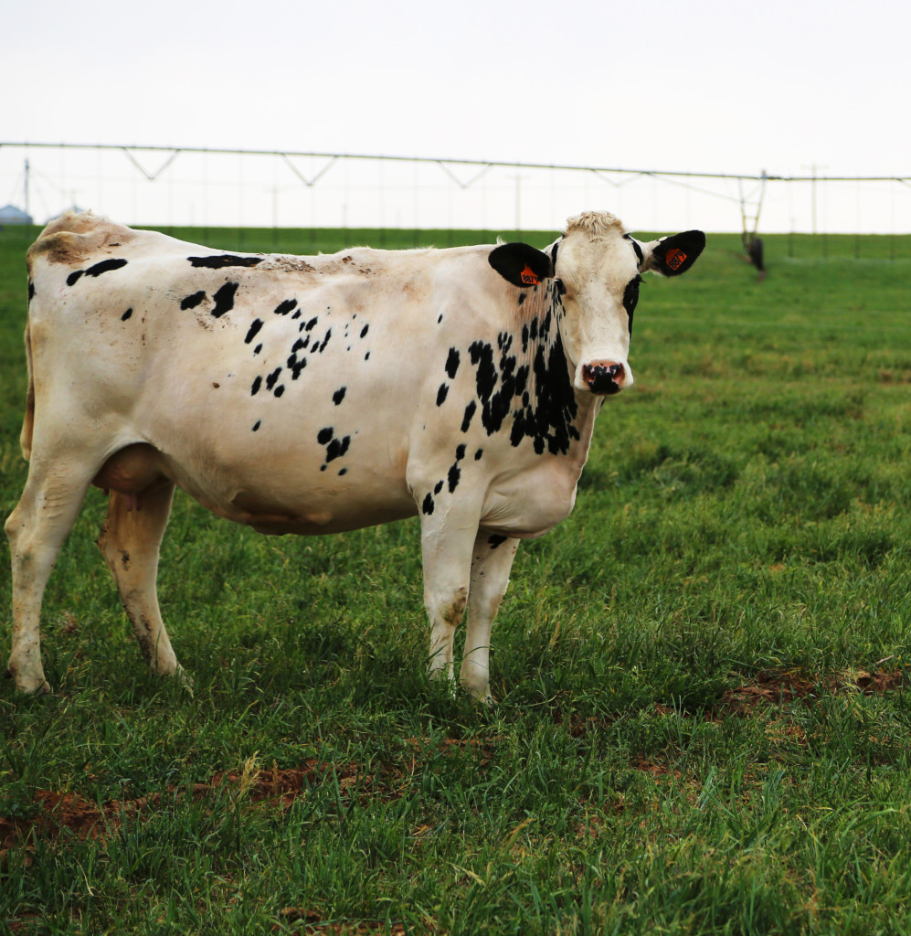 5 - Natural Prairie Dairy
