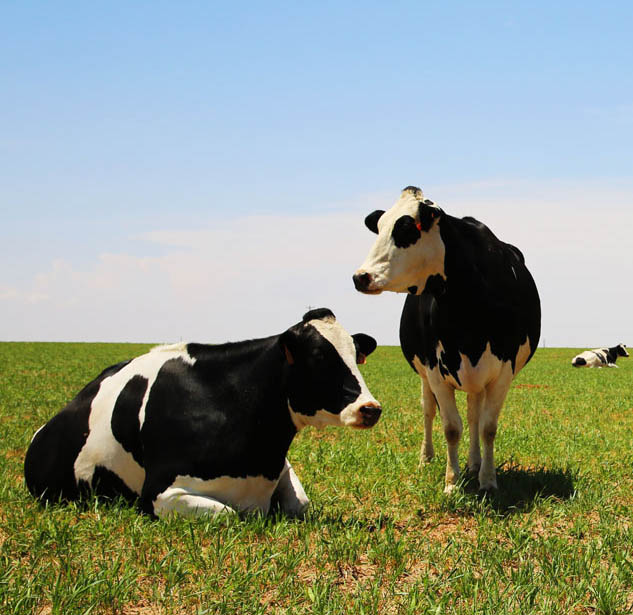 634A1968 - Natural Prairie Dairy